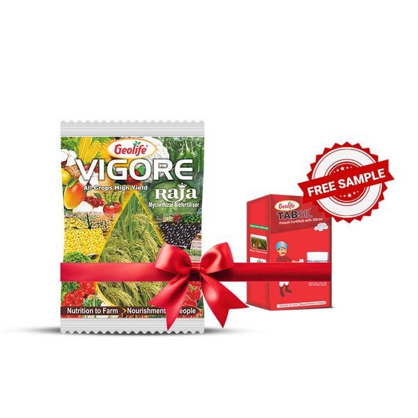Vigore Raja – Geolife Shop